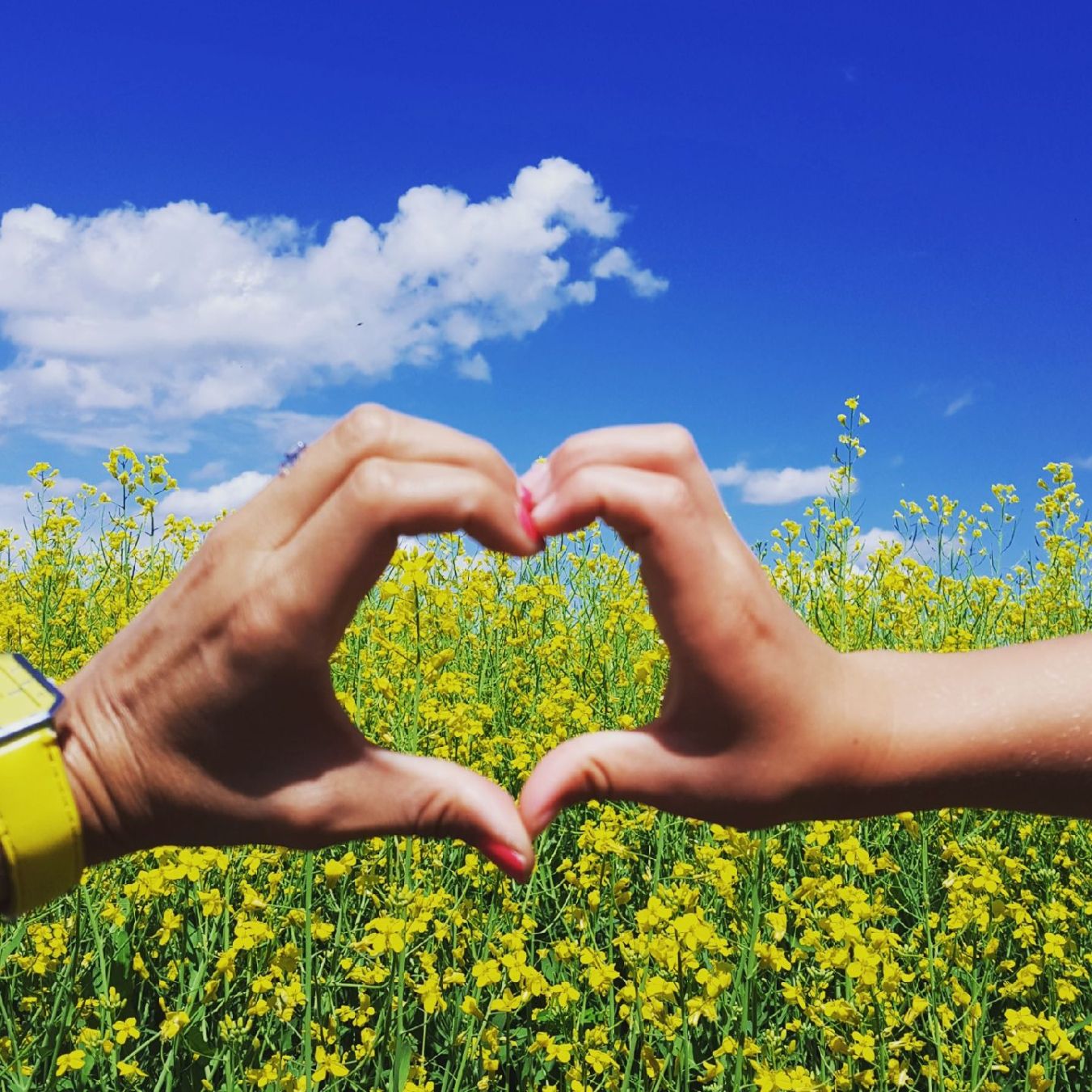 Community. Connection. Canola. | Sandi Knight