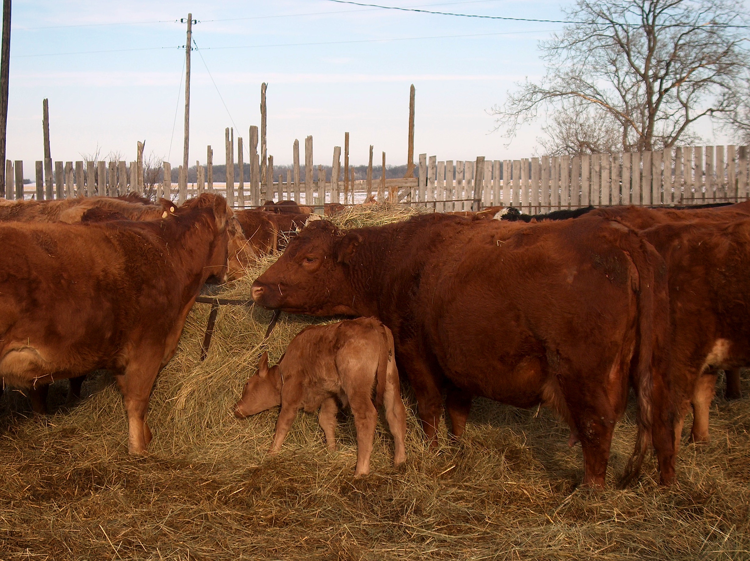 Celebrating Canada’s Agriculture Day with Farm Photos | Sandi Knight