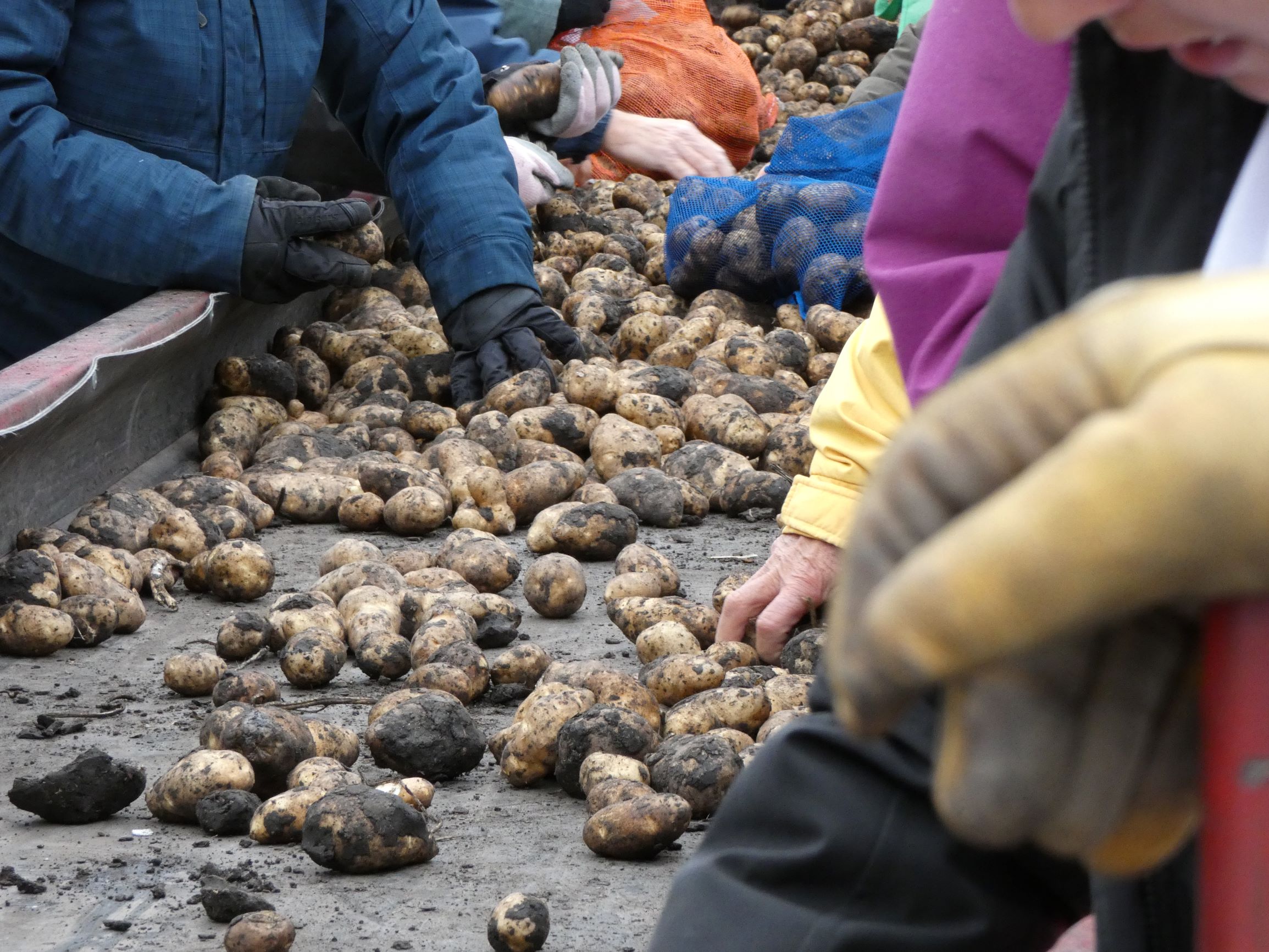 Giving back and building community — one potato at a time | Sandi Knight