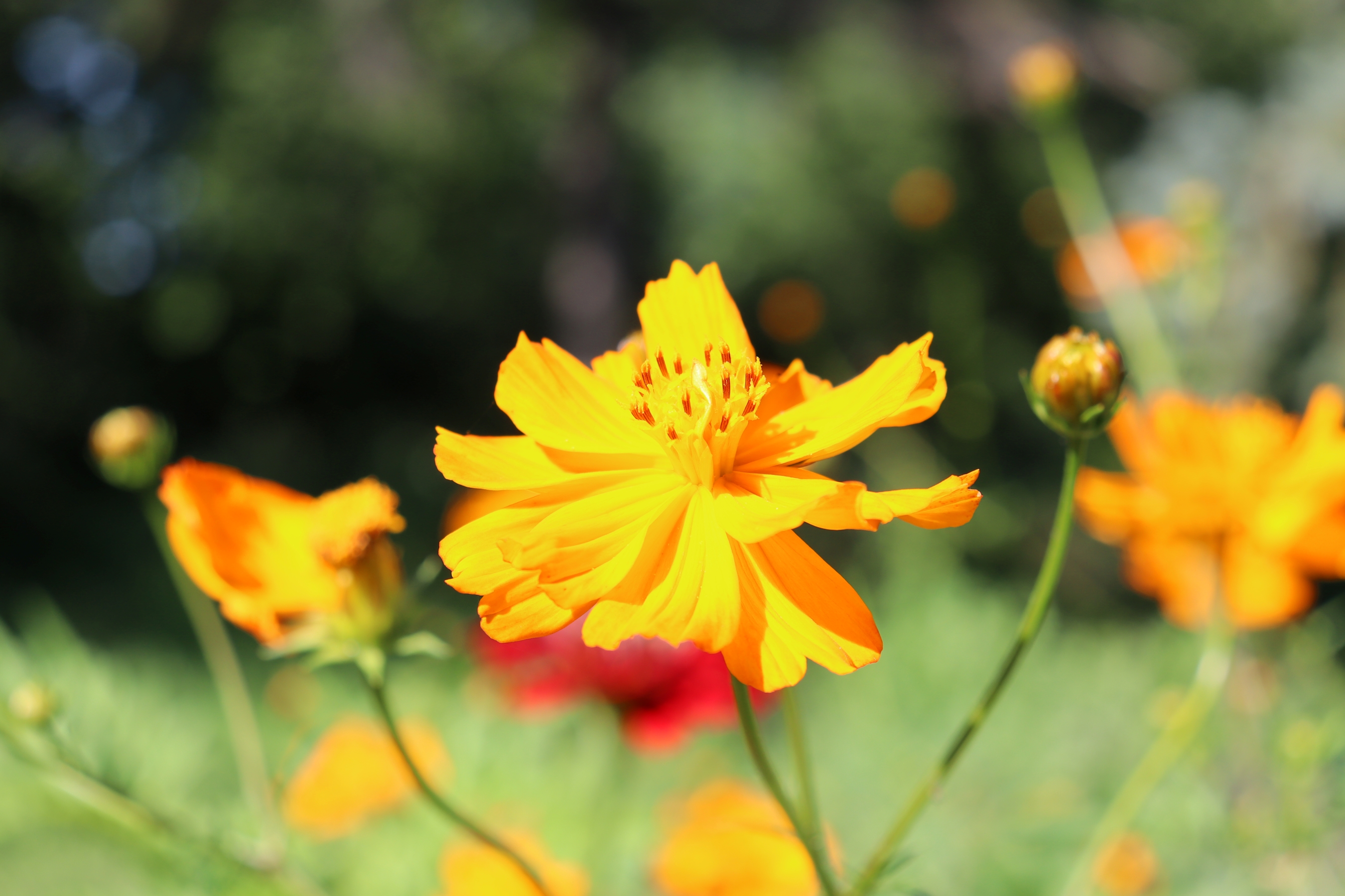 If I were a flower… | Sandi Knight